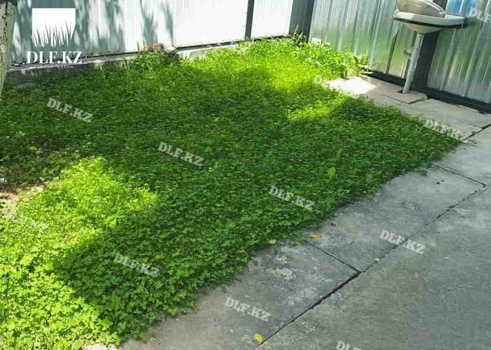 Клевер белый Ривендел (Rivendel). Семена DLF от 4650 тг