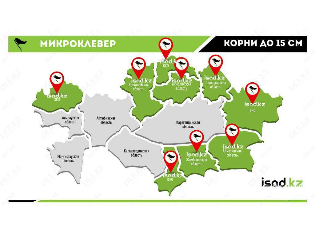 Микроклевер Пиполина (Pipolina). Миниатюрный от DLF 0.45 кг