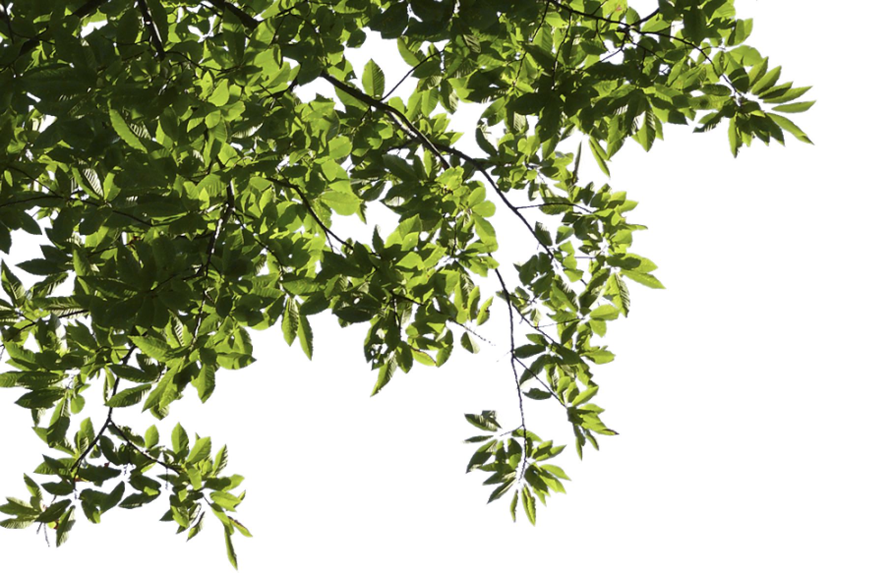 Altyn Ai – Дом, где живет счастье