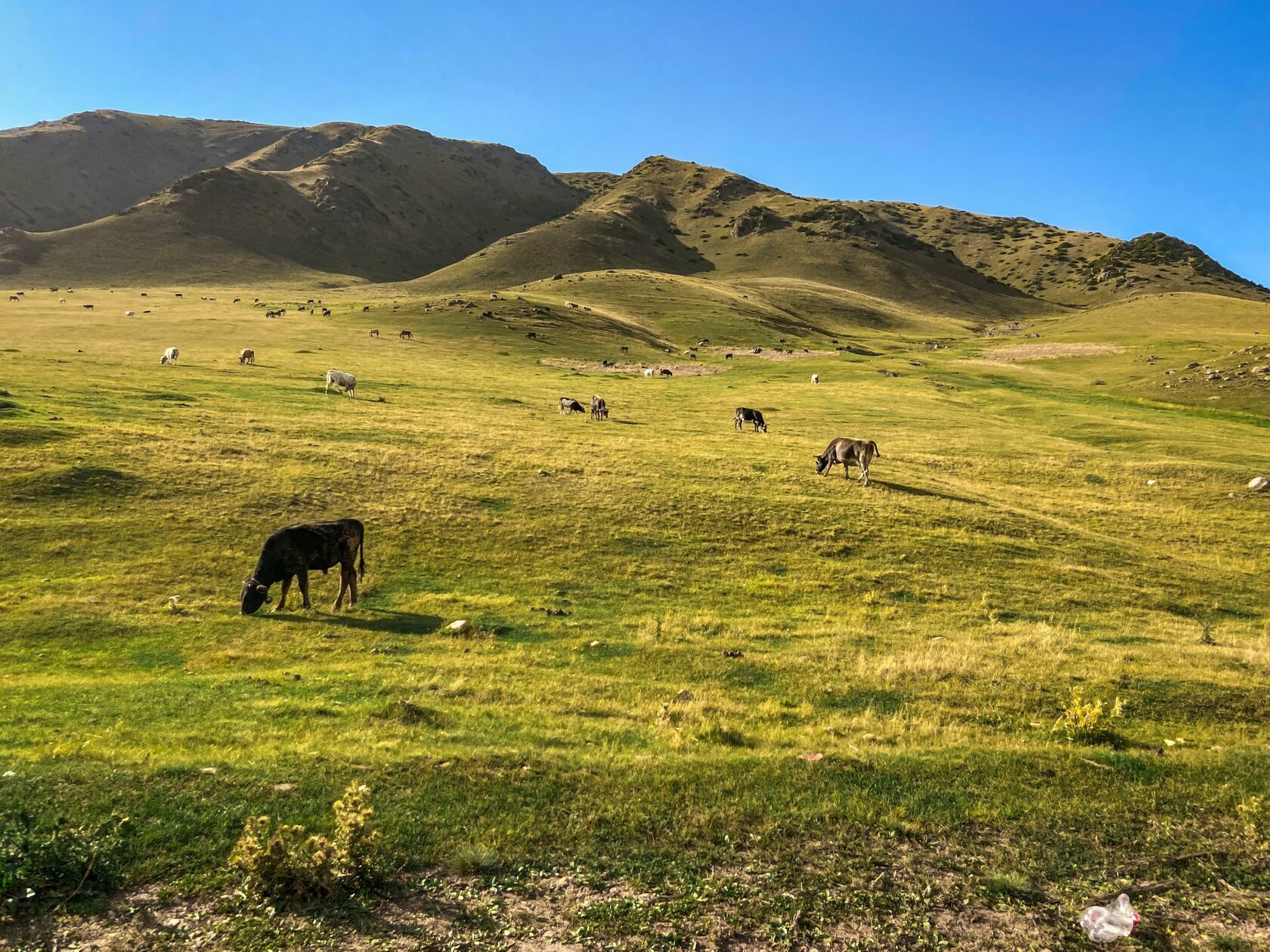 Assy Plateau tour - one day tour from Almaty - Price - kaziatour.kz