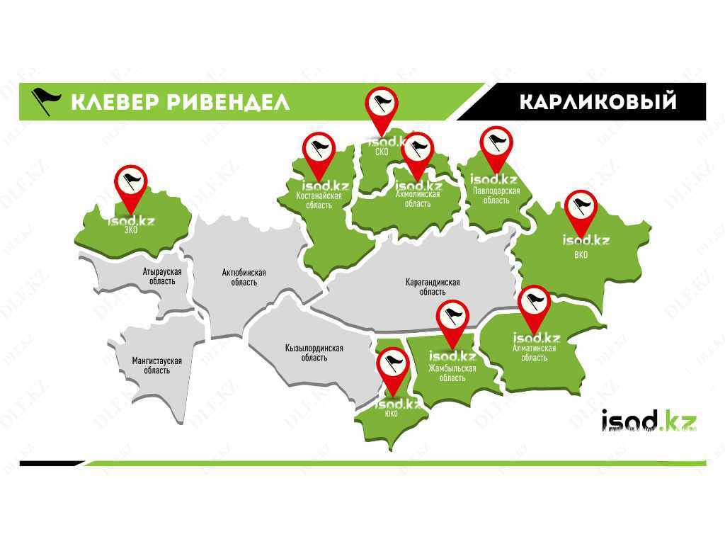 Клевер ползучий белый Ривендел (Rivendel). Семена 1 кг!