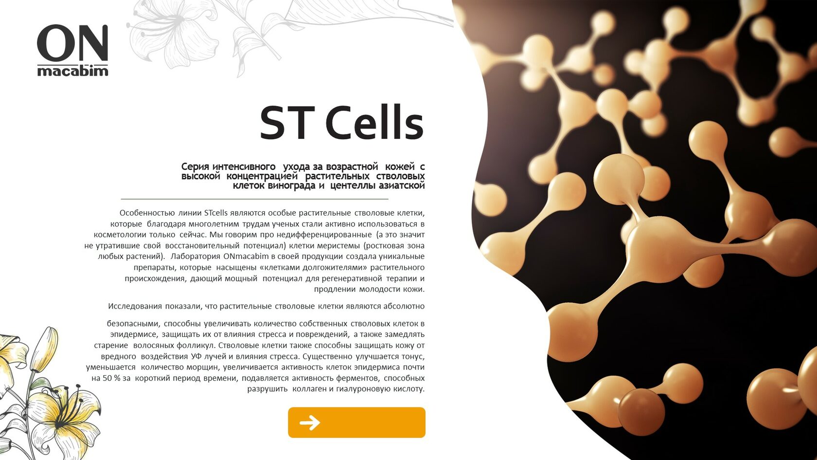 ST CELLS линия со стволовыми клетками