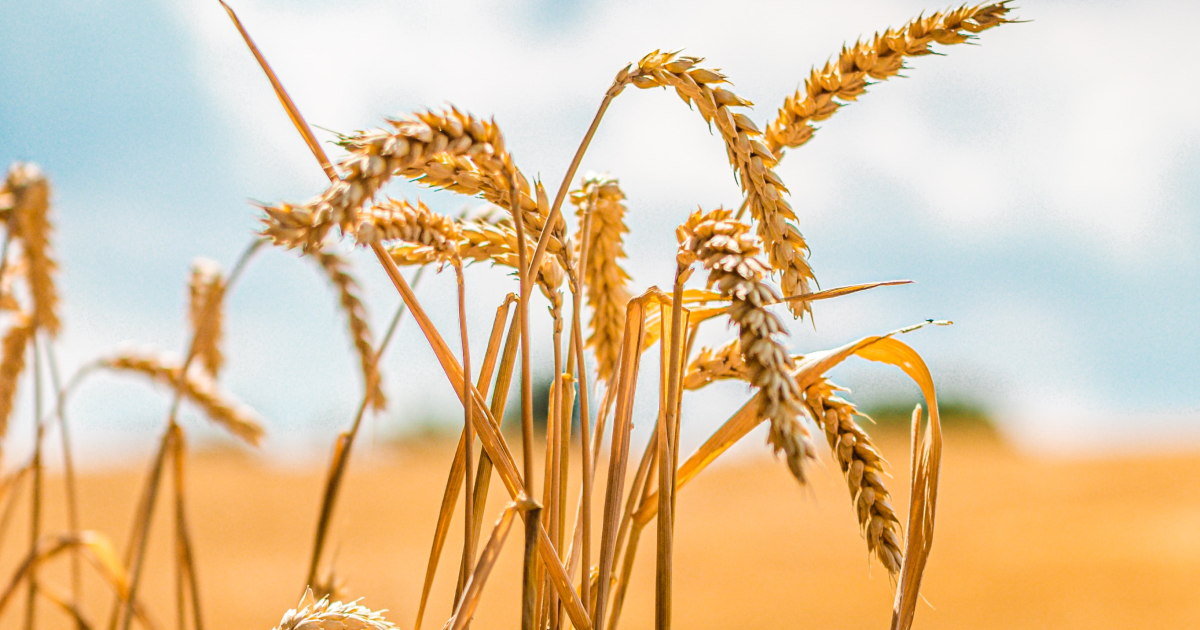 About the company "Rahmat KST" LLP