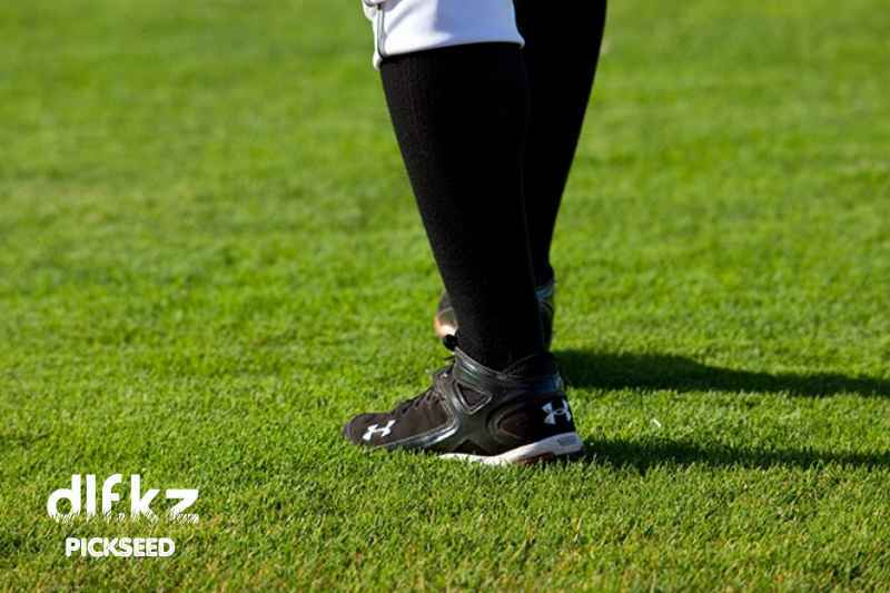 Газонная трава Pickseed (Пиксид) в ассортименте из за рубежа